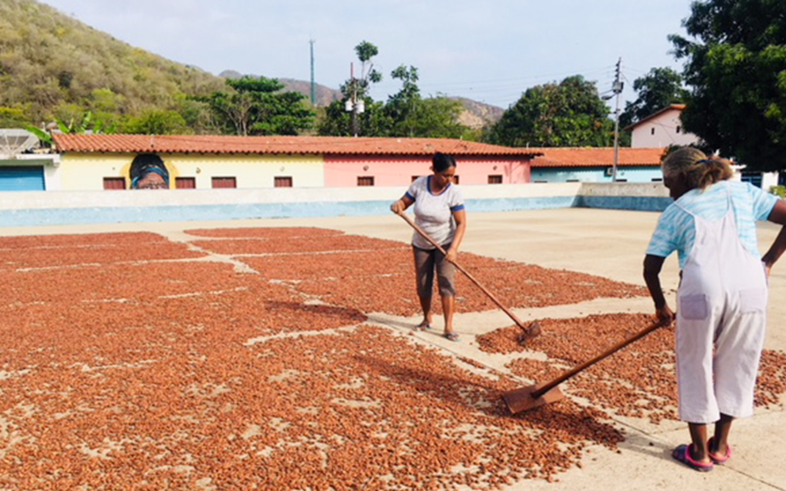 CHUAO -VENEZUELA- | green bean to bar CHOCOLATE