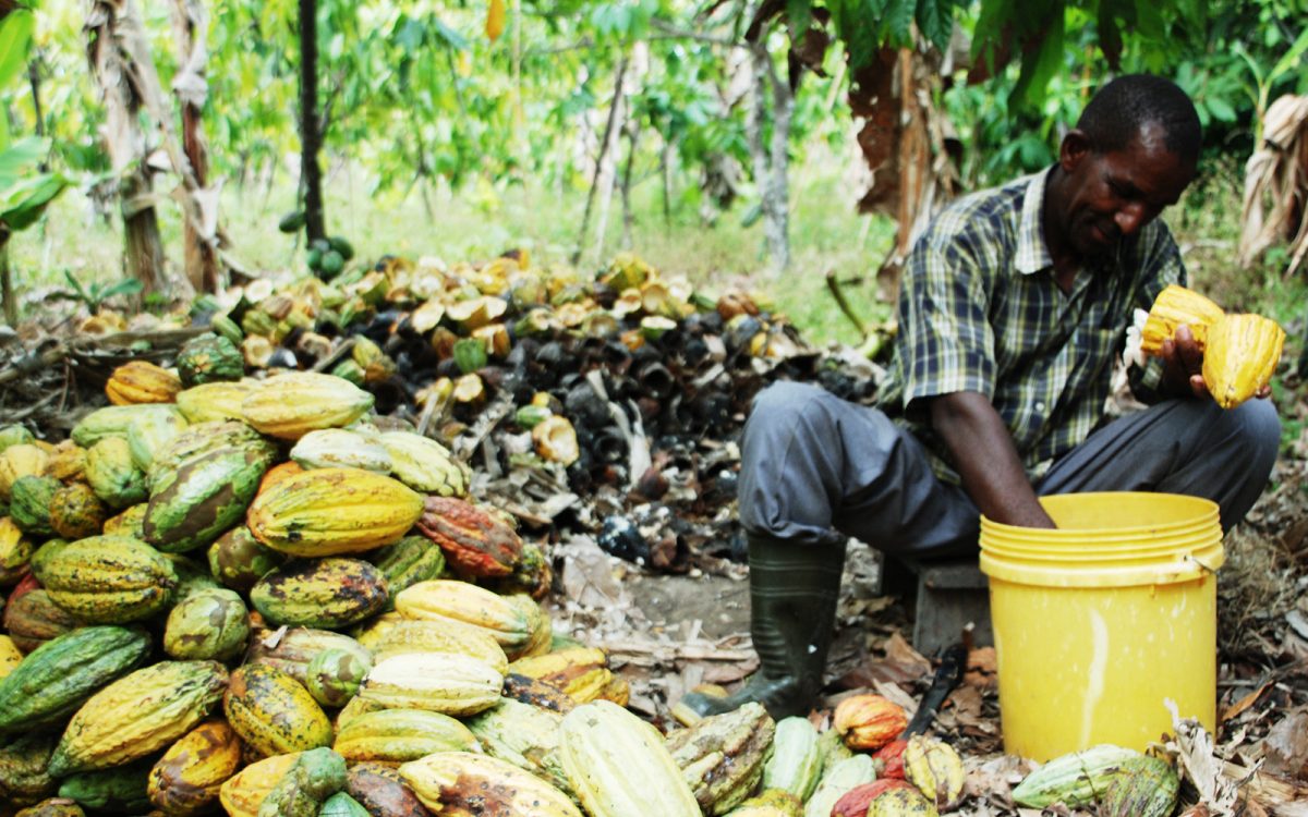direct-tanzania-img1 | green bean to bar CHOCOLATE