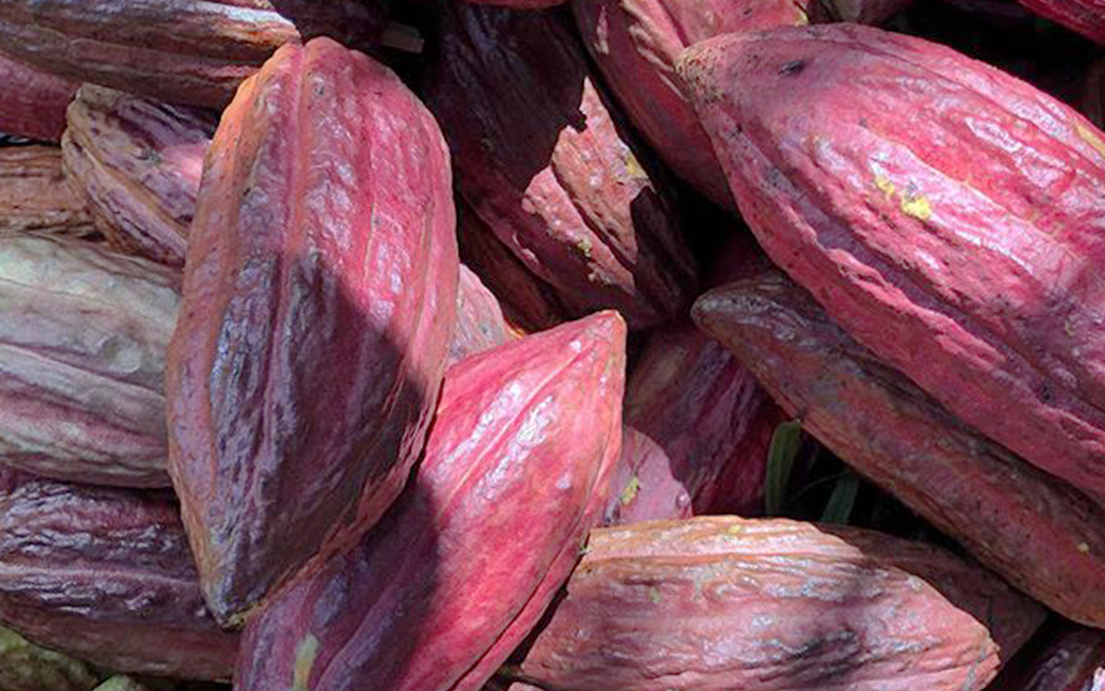 DOMINICAN RIPUBLIC | green bean to bar CHOCOLATE